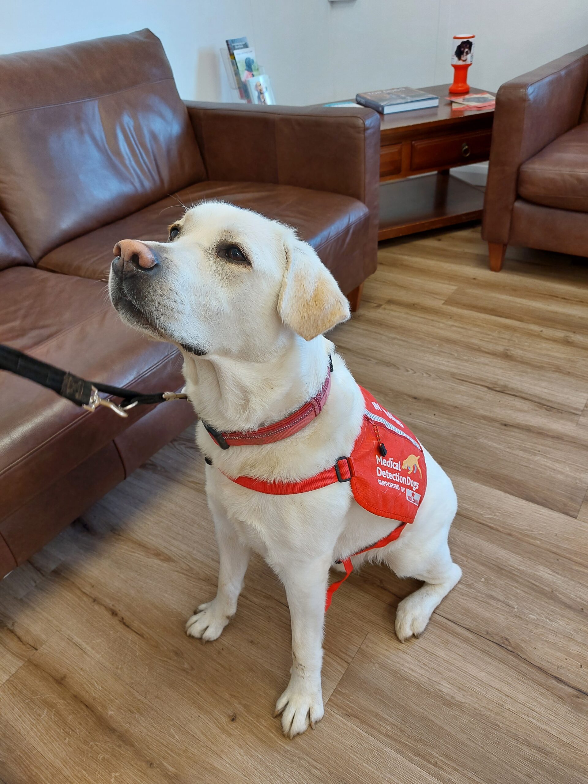 Medical Detection Dogs - White Dog First Aid - Mental Health & First ...